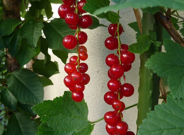 Muffins aux groseilles rouges - Côté Paysan Gérardmer - Magasin de ...